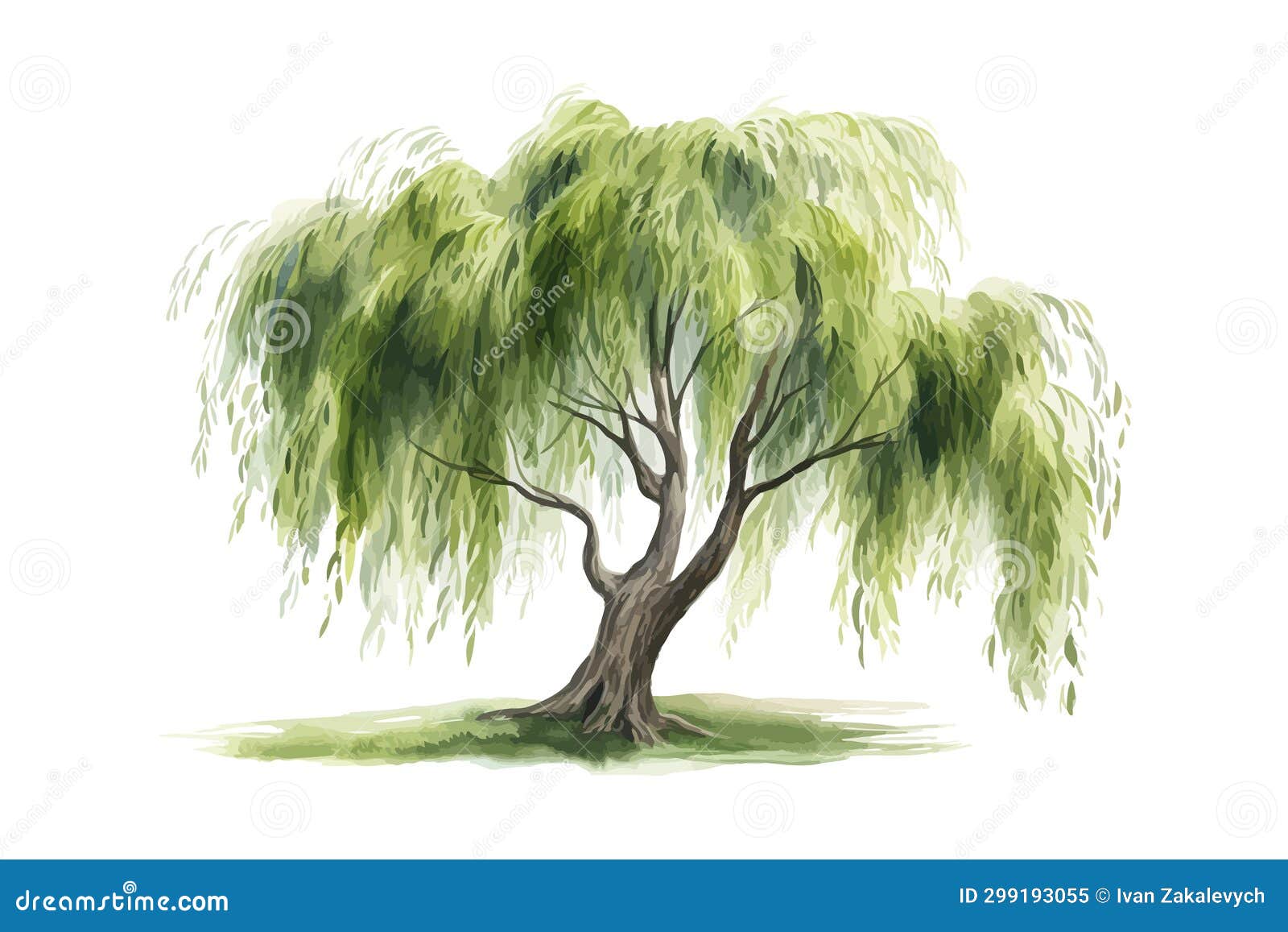 Watercolor Willow Tree. Vector Illustration Design Stock Illustration ...