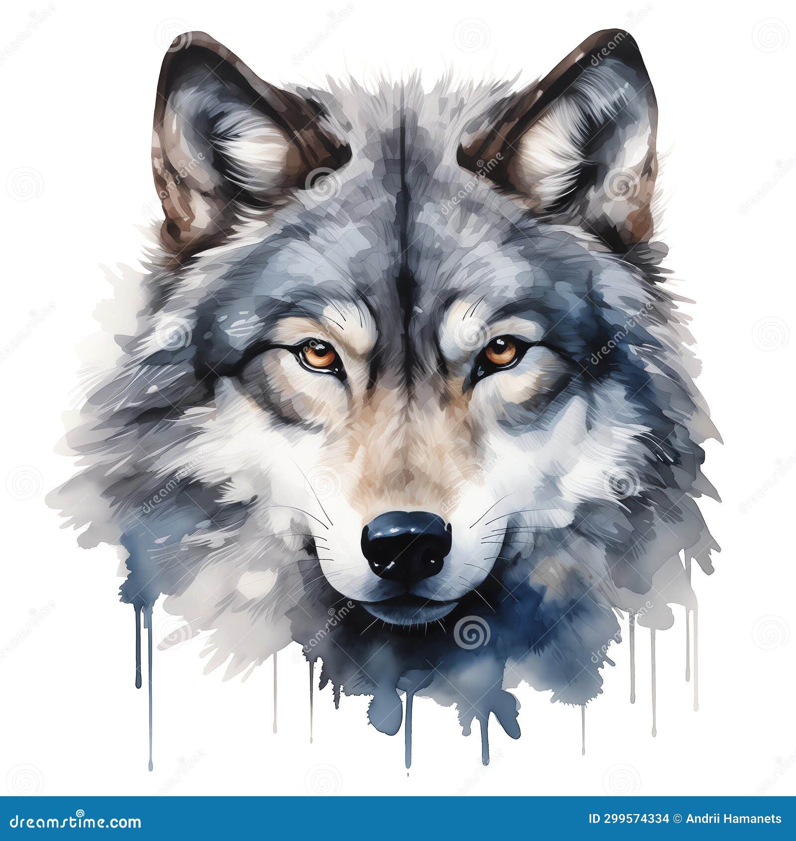 Watercolor Wolf Portrait with Cool Tones on a White Background Stock ...