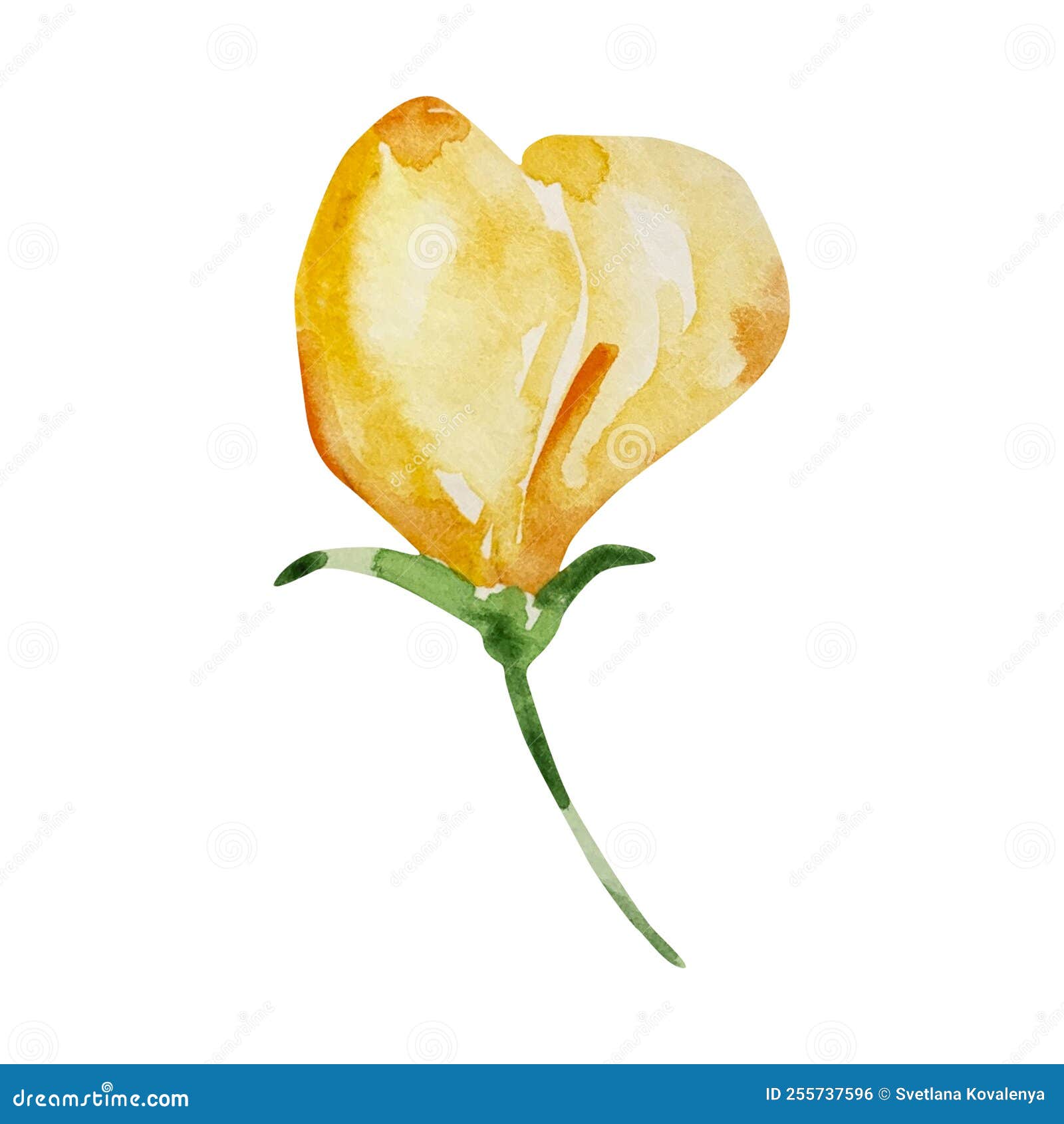 Watercolor Yellow Flower Bud Stock Vector - Illustration of beauty ...