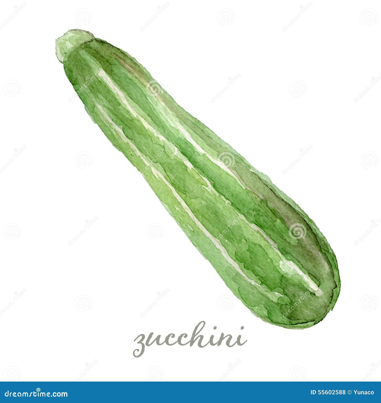 Watercolor Zucchini - Hand Painted Stock Illustration - Illustration of ...