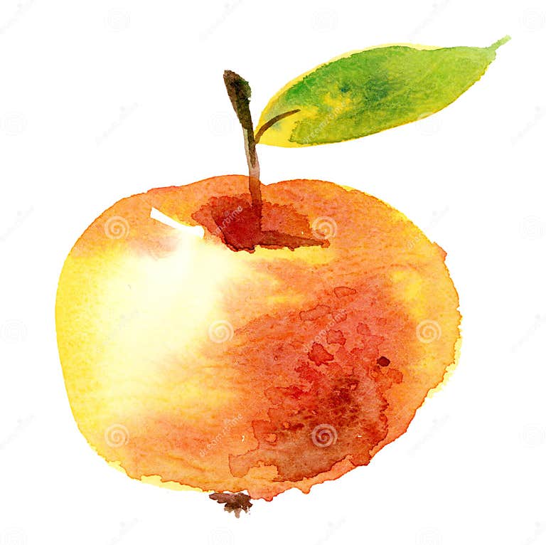 Watercolour apple stock illustration. Illustration of food - 23666113