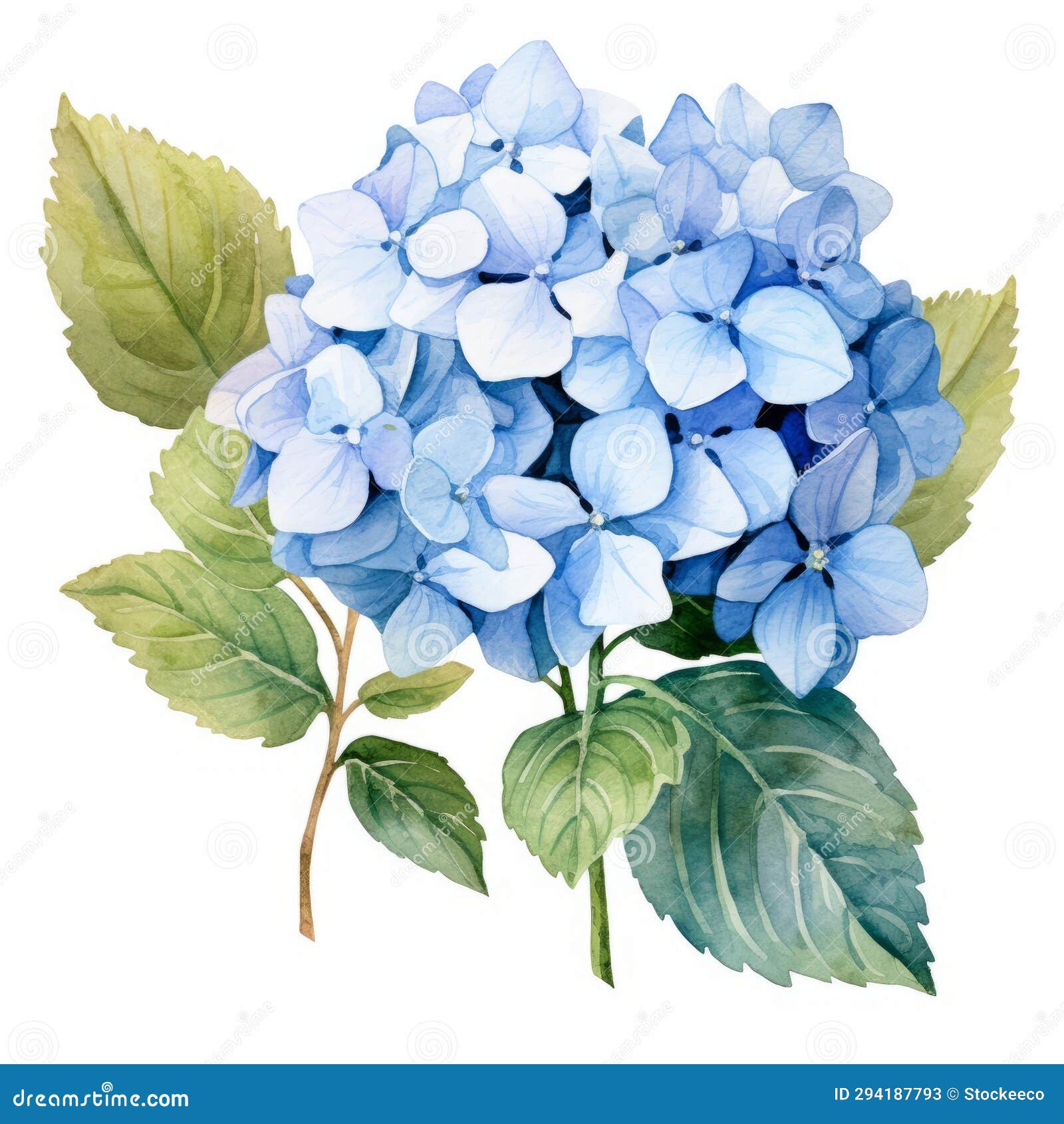 Watercolour Blue Hydrangea Flower Vector Illustration Stock ...