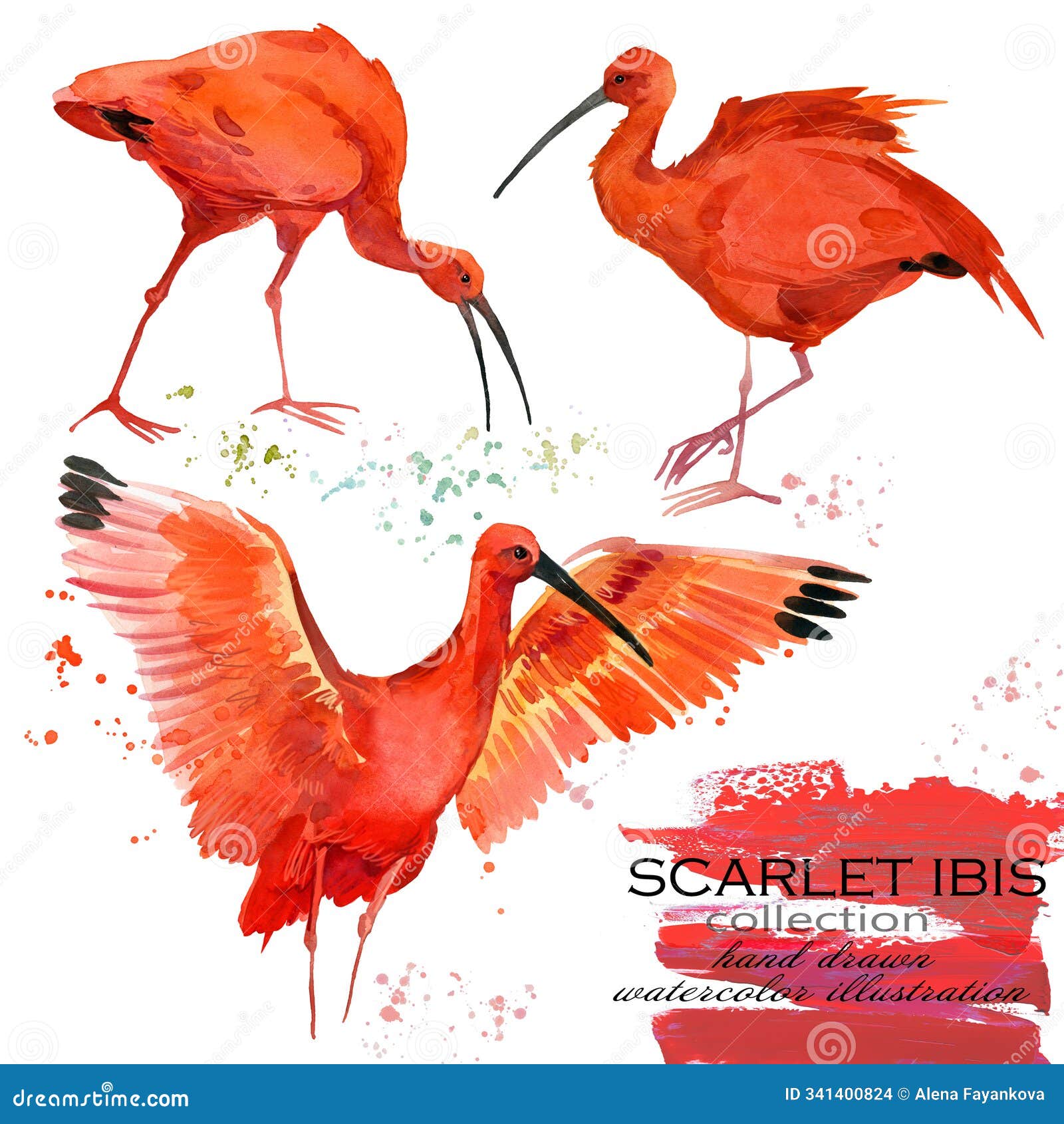Watercolour Set Scarlet Ibis Isolated On A White Background Stock ...