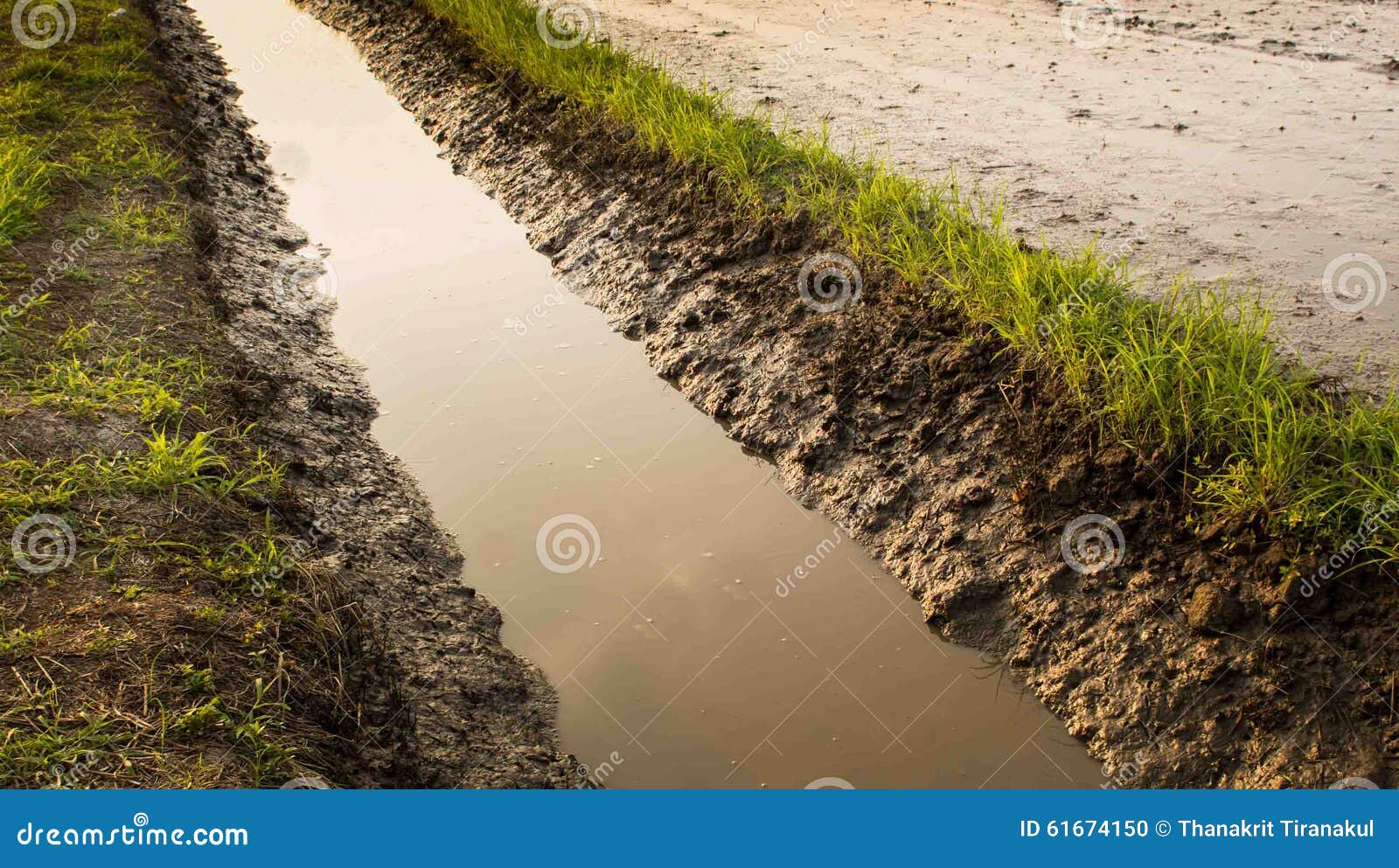 The Watercourse of Rice Field Stock Photo - Image of plot, paddy: 61674150