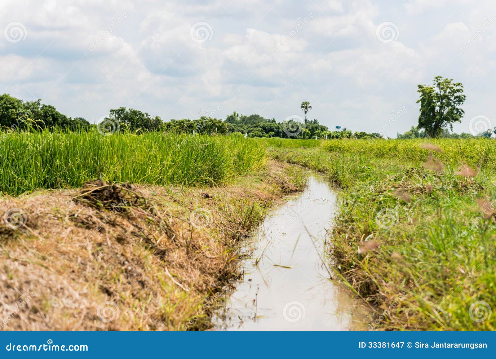 Watercourse in rice field stock image. Image of white - 33381647