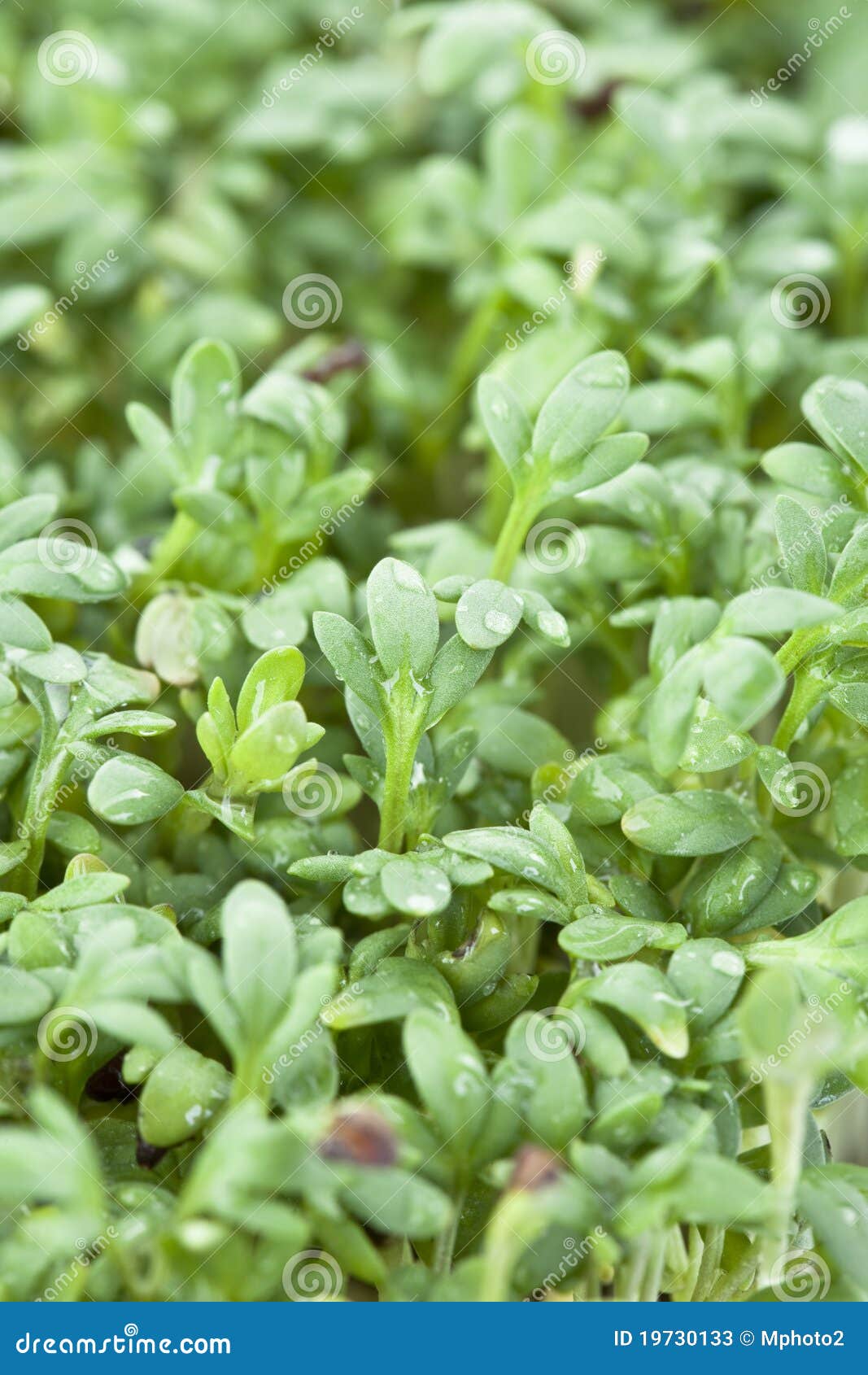 Watercress stock image. Image of biochemistry, messenger - 19730133