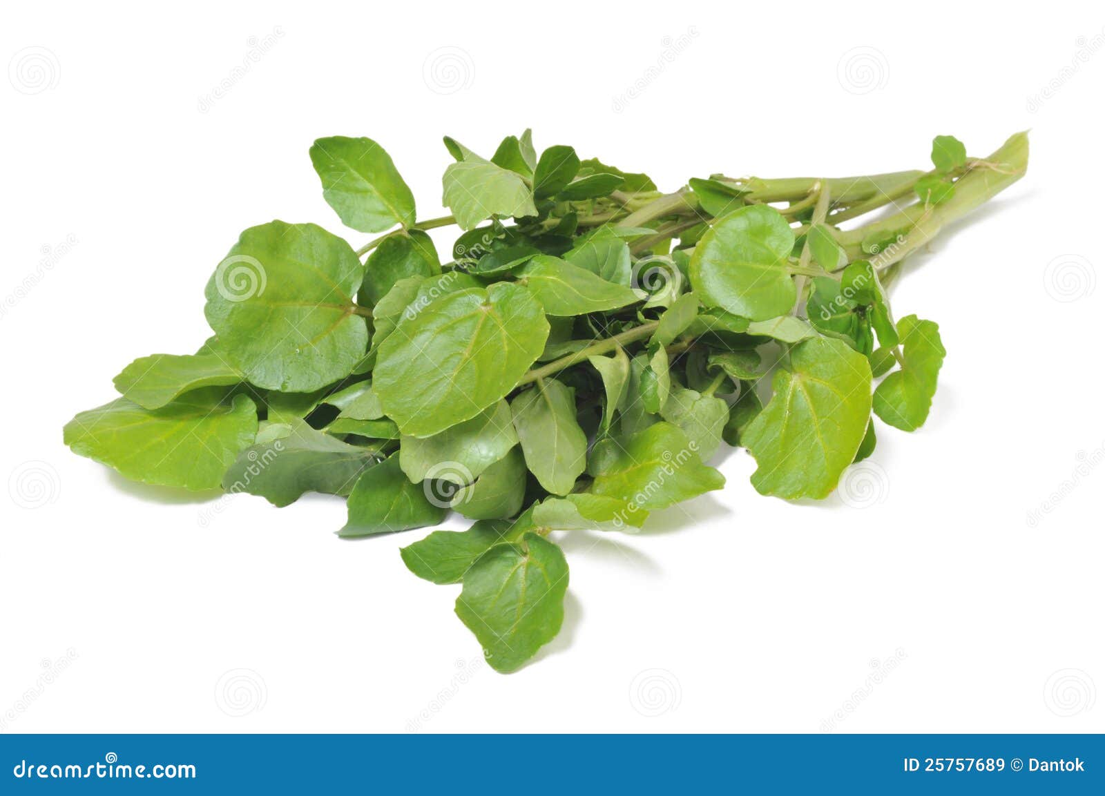 Watercress stock image. Image of watercress, green, healthy - 25757689
