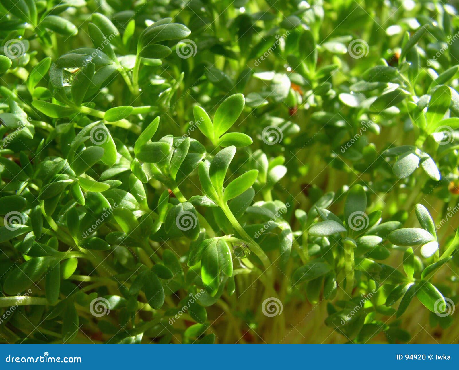 Watercress stock photo. Image of diet, biofood, nutritious - 94920