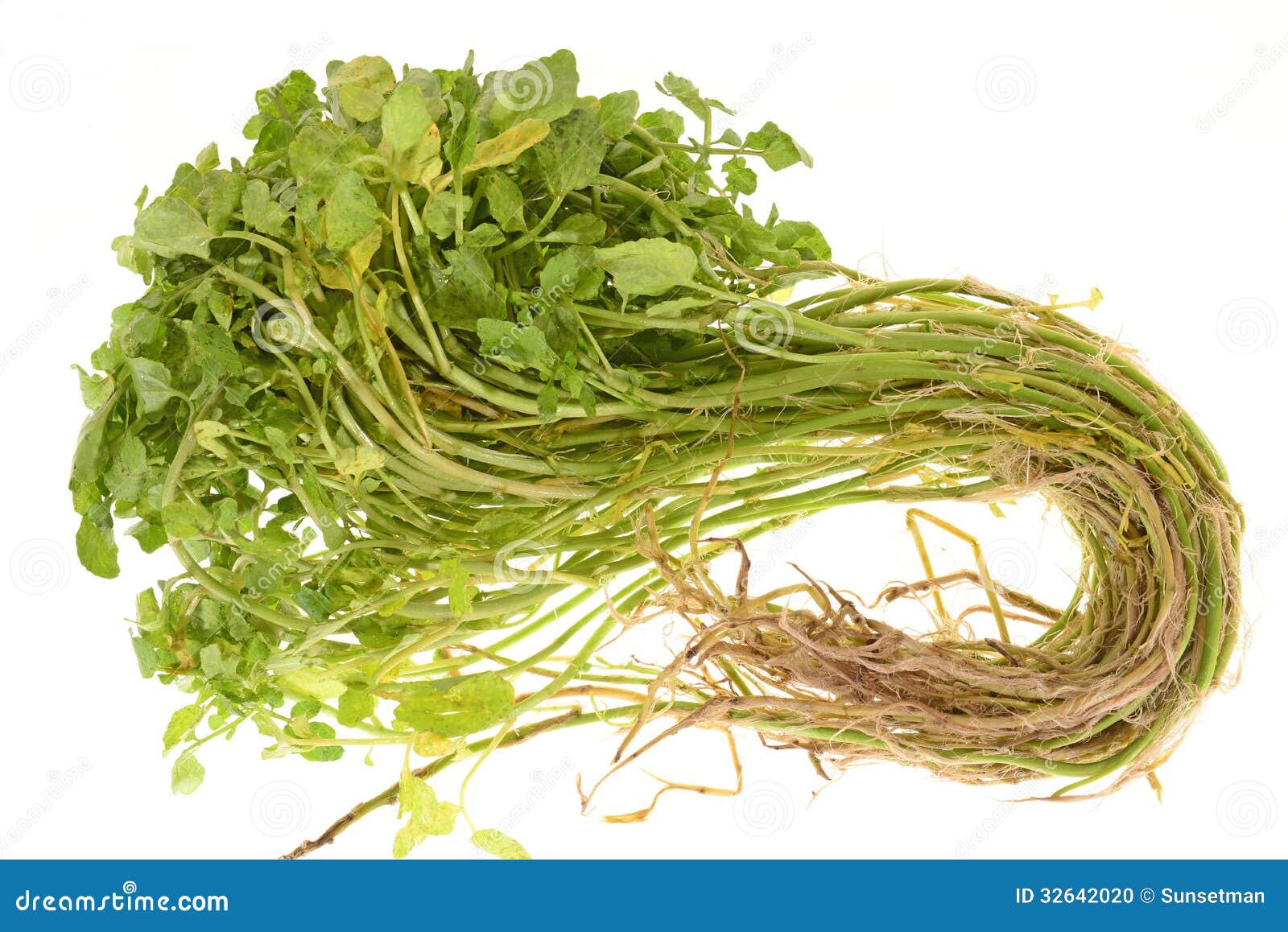 Watercress stock photo. Image of grow, fiber, detail - 32642020