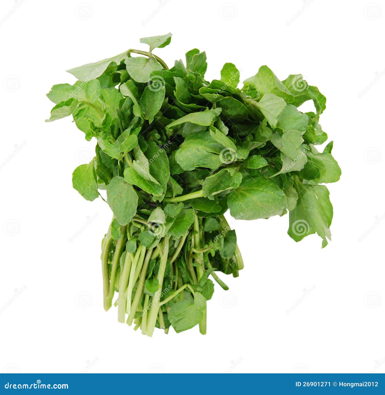 A watercress bunch stock image. Image of bundle, watercress - 26901271