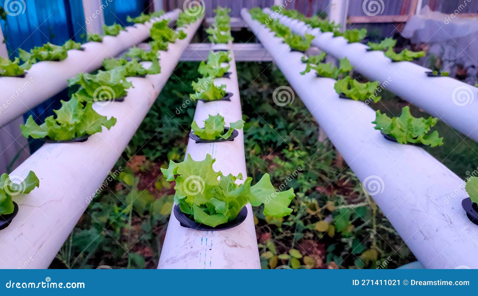 Watercress that is Cultivated by Hydroponic Naming Stock Image - Image ...