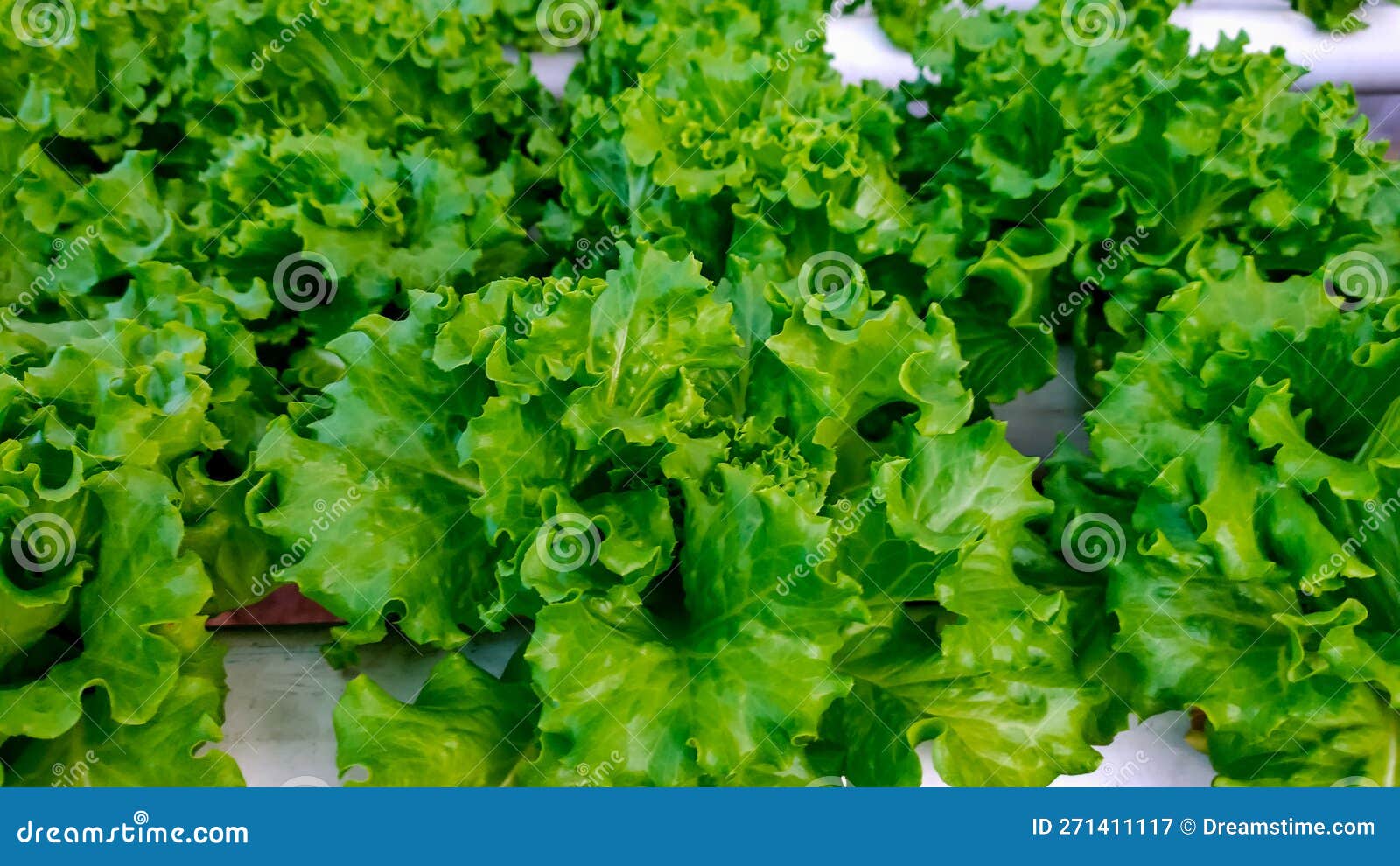 Watercress that is Cultivated by Hydroponic Naming Stock Image - Image ...