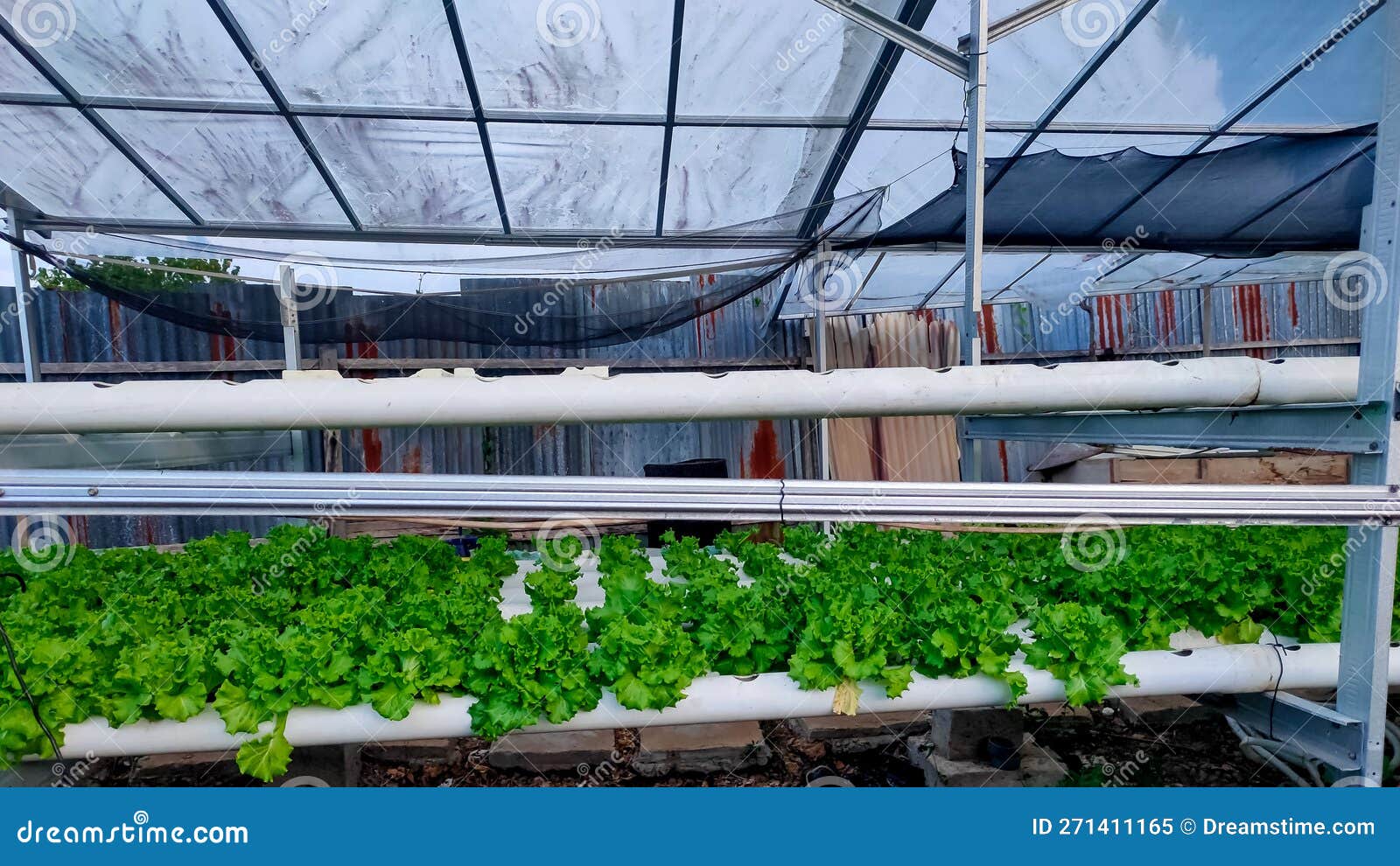 Watercress that is Cultivated by Hydroponic Naming Stock Image - Image ...