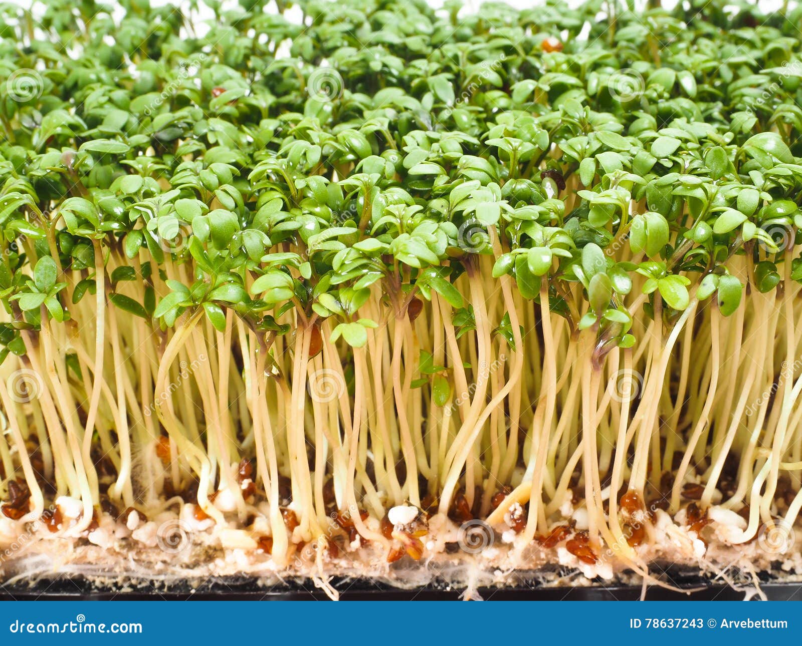 Watercress at Extreme Closeup Stock Image - Image of horticulture ...