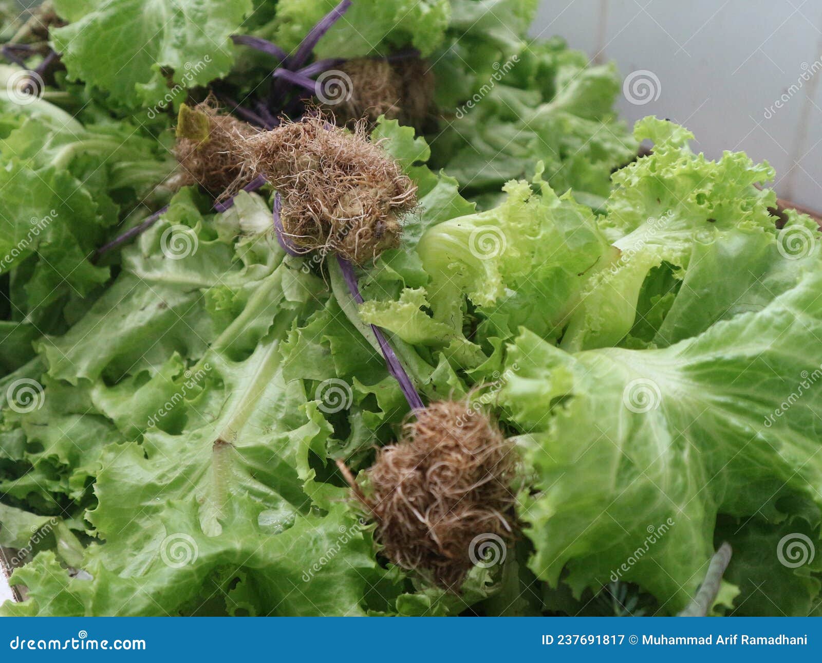 Watercress is Green with a Root Stock Image - Image of produce, cuisine ...