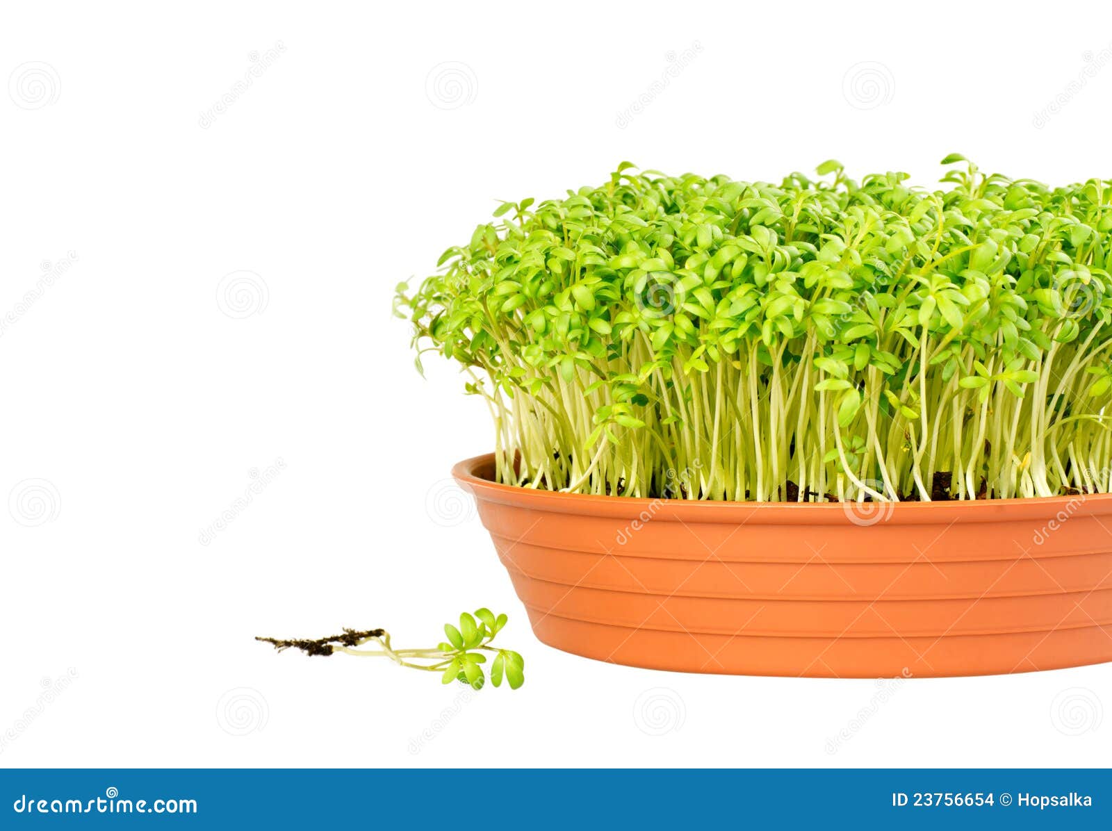 Watercress Growing in a Pot Stock Photo - Image of growing, cress: 23756654