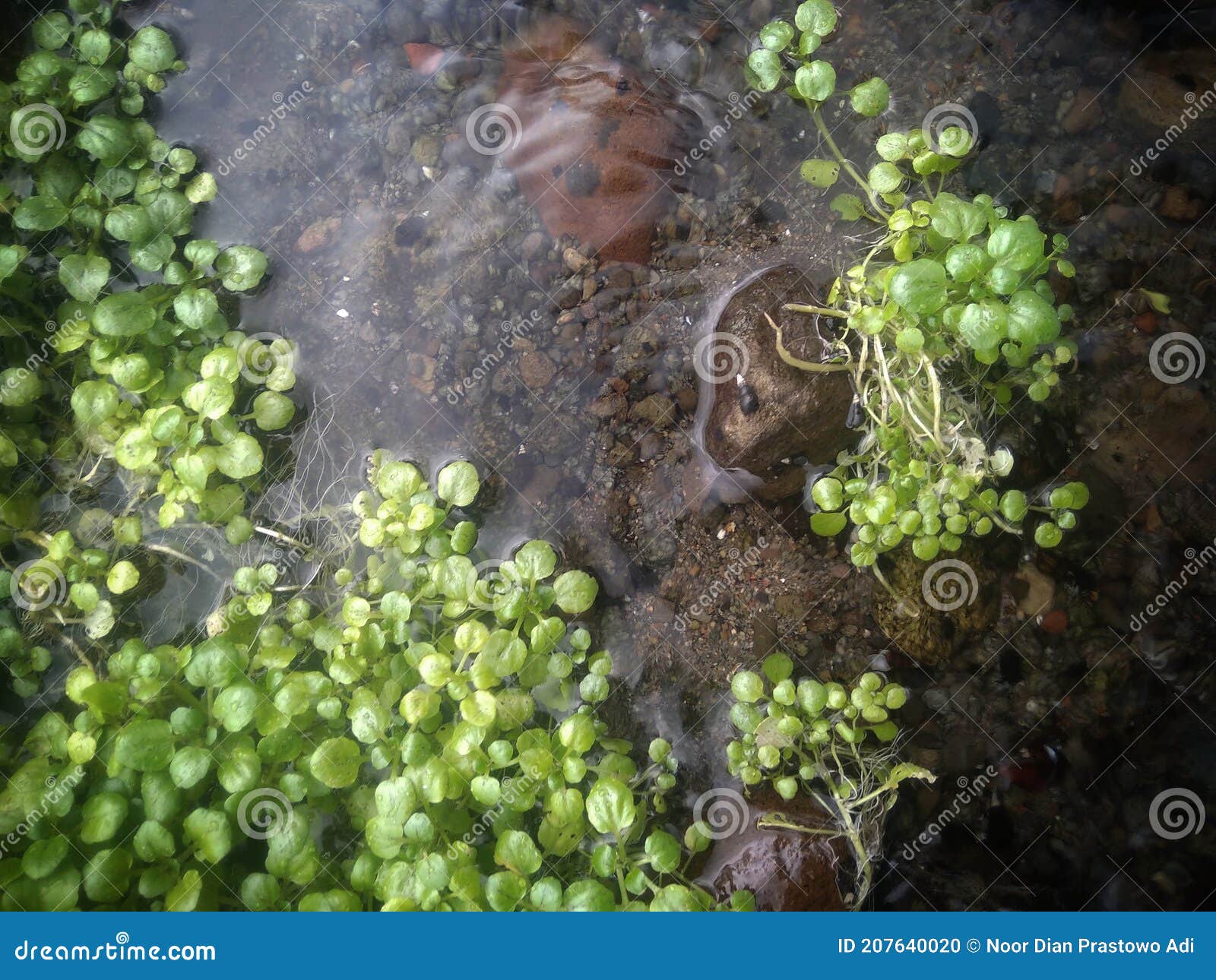 Watercress on Grows in Streams of Clean Water Stock Photo - Image of ...