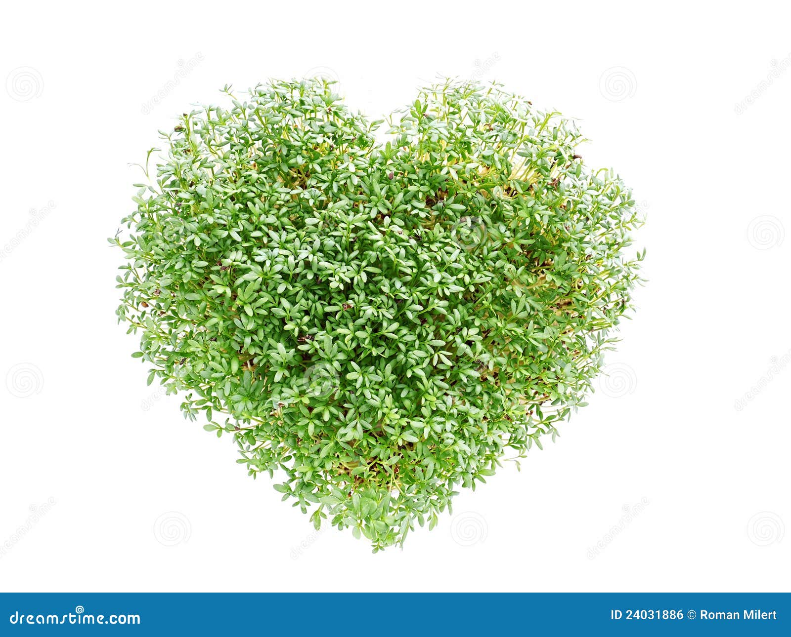 Watercress heart stock photo. Image of conceptual, awareness - 24031886
