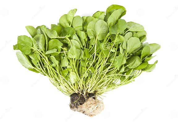 Watercress Isolated on White Stock Photo - Image of roots, isolated ...