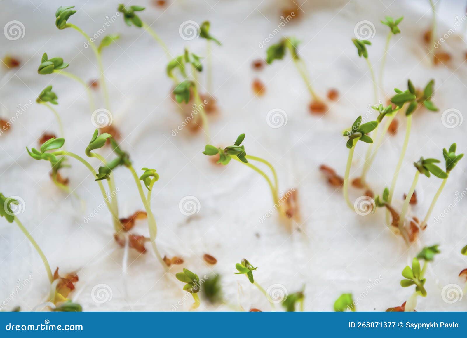 Watercress Microgreens are the First Sprouts. Miniature Sprouts of ...