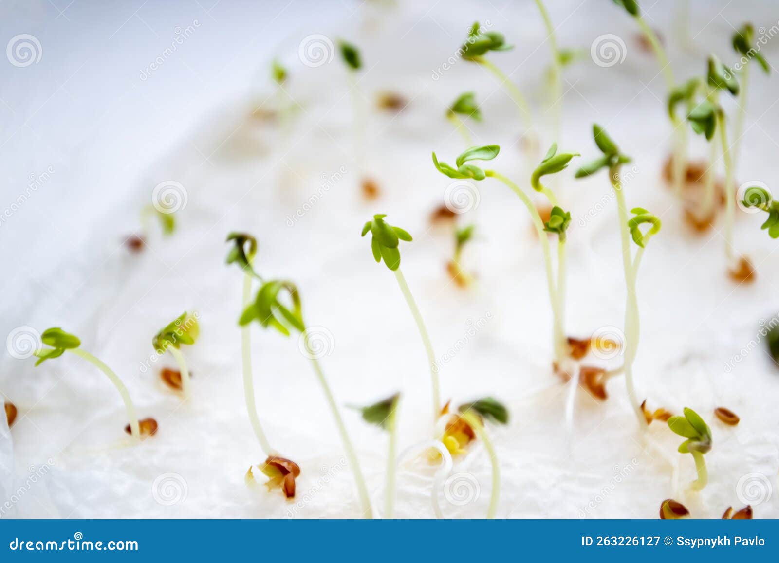 Watercress Microgreens are the First Sprouts. Miniature Sprouts of ...