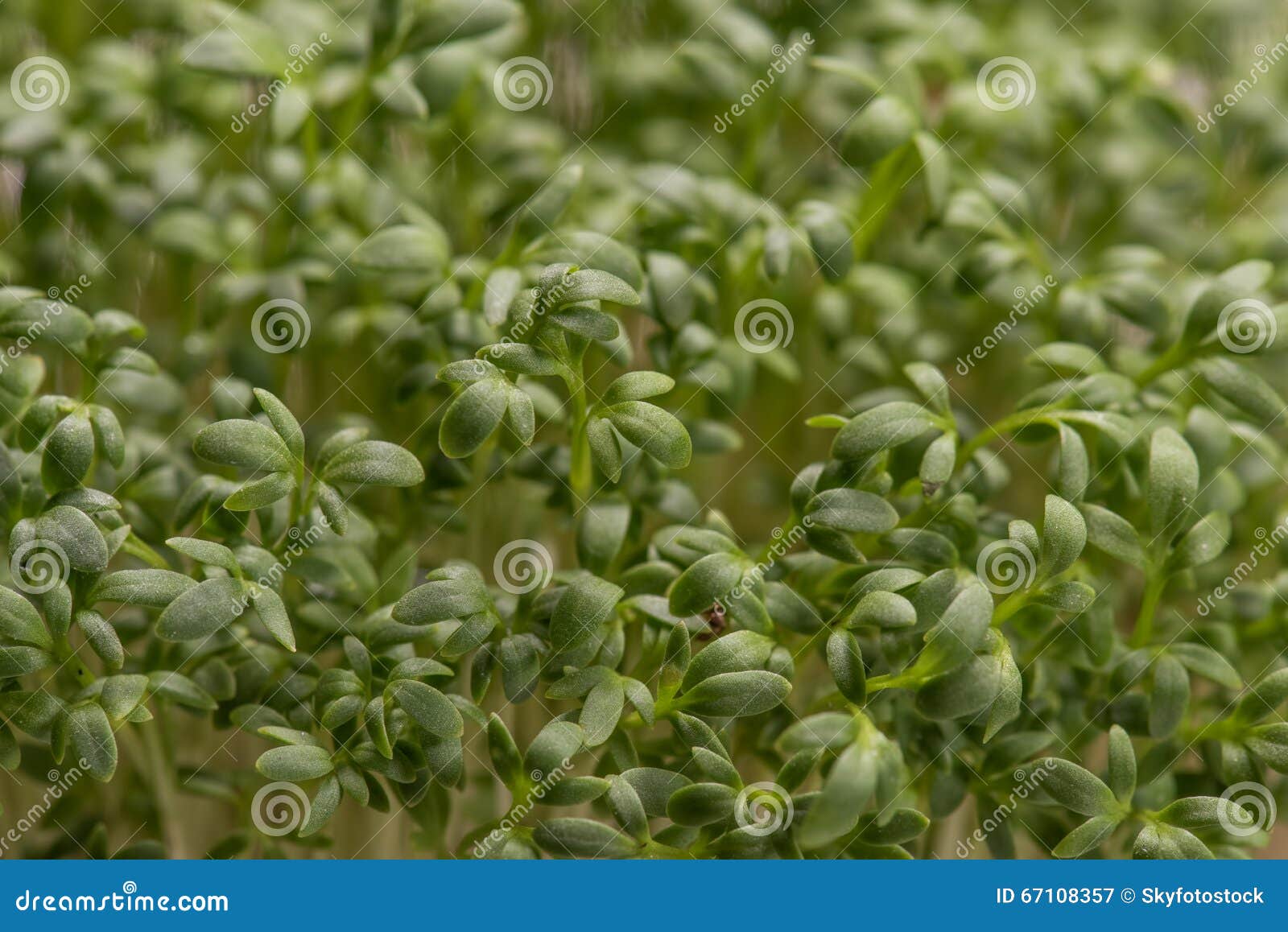 Watercress Microplants Closeup Stock Image - Image of agriculture ...