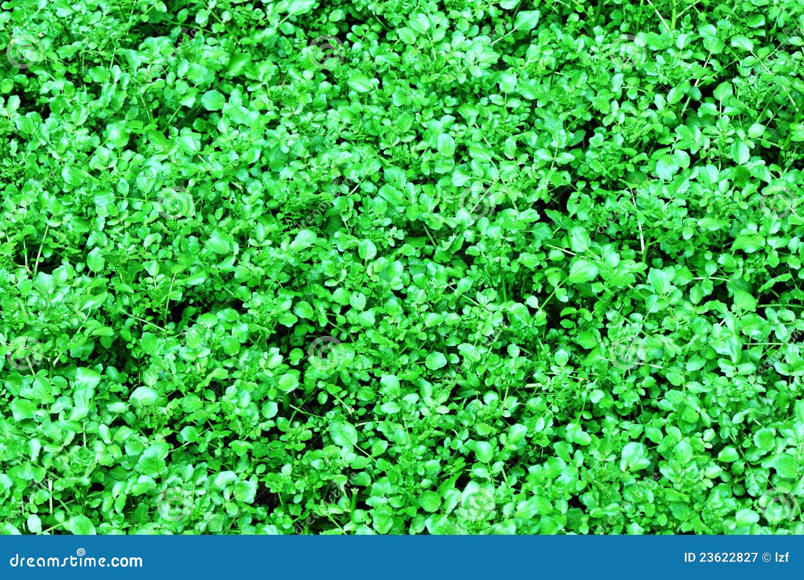 Watercress plants stock image. Image of spring, leaf - 23622827