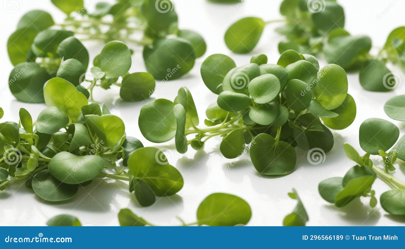 Watercress vegetable . stock illustration. Illustration of white ...