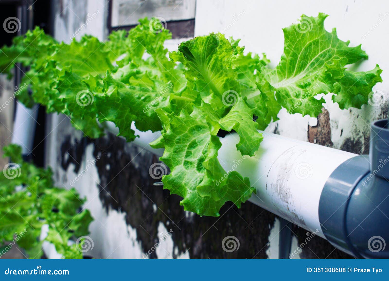 Watercress Vegetable Plants are Grown Hydroponically Stock Photo ...