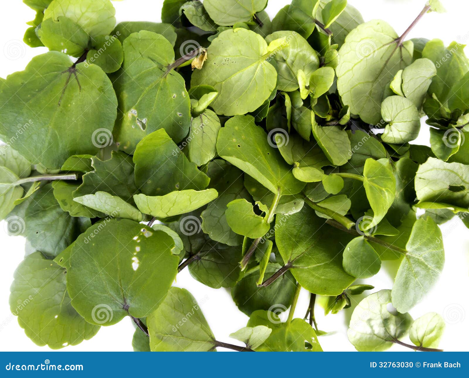 Watercrest leaves stock photo. Image of spicy, vegan - 32763030