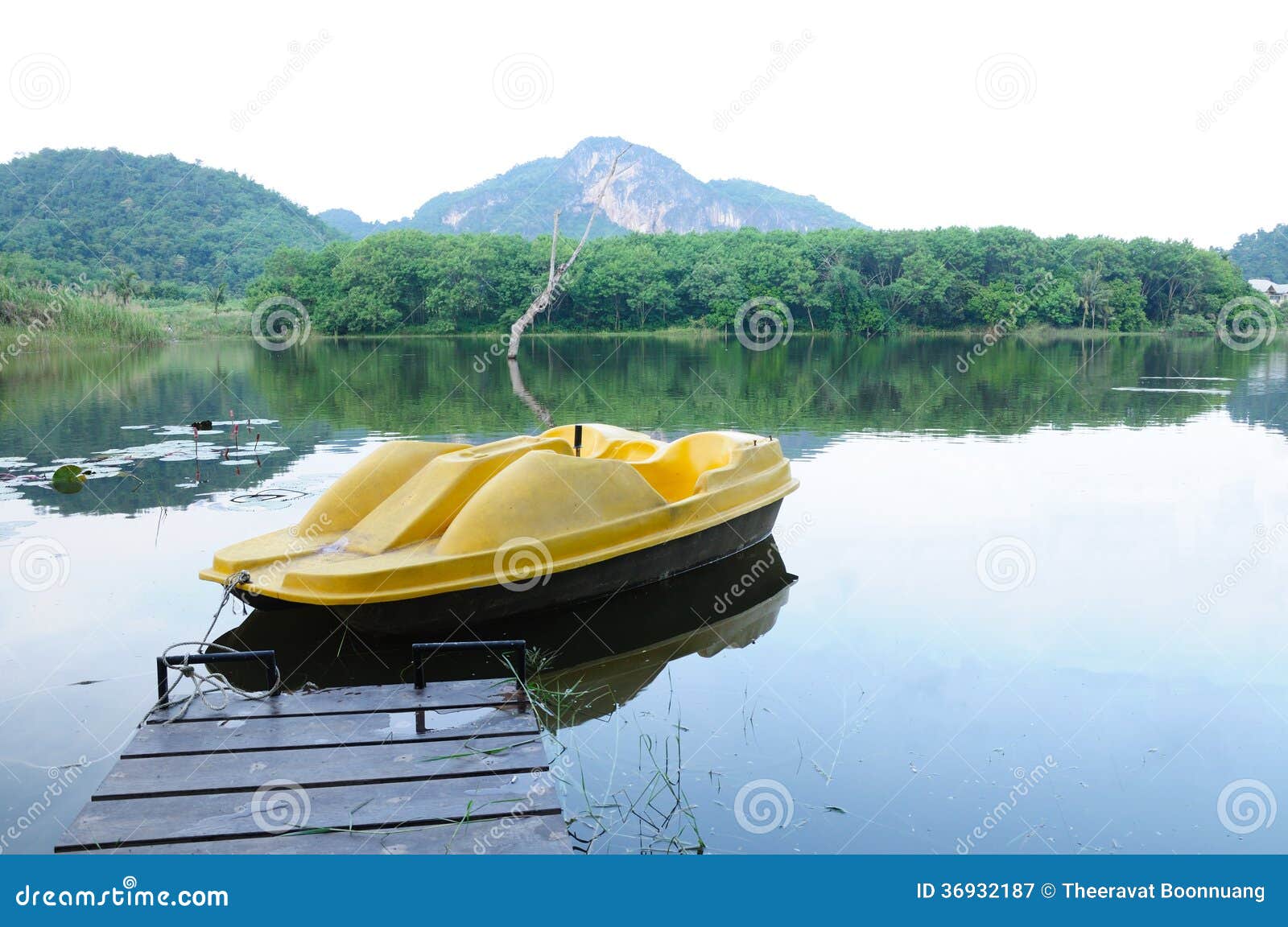 Watercycle on a swamp stock image. Image of green, ocean - 36932187