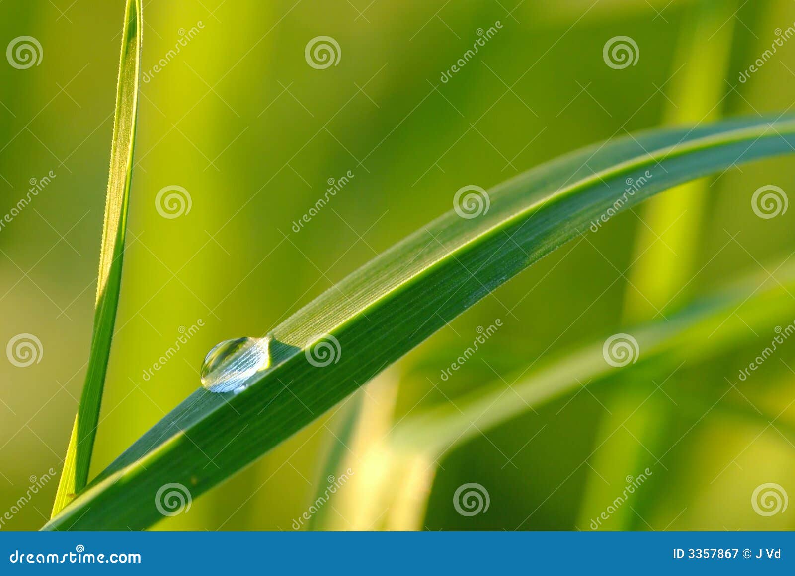 Waterdrop on grass stock image. Image of green, greenery - 3357867