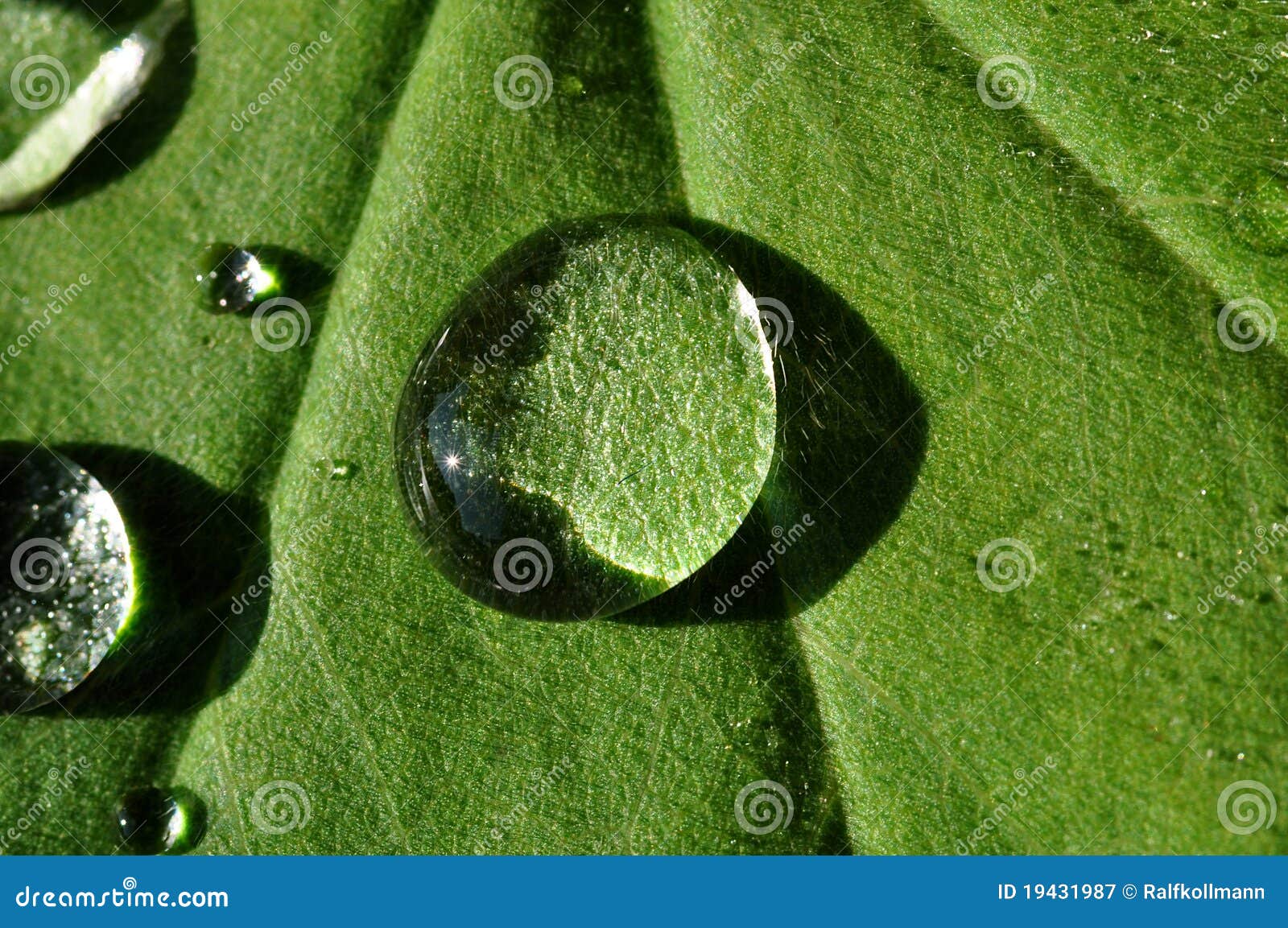 Waterdrop on a leaf stock image. Image of waterdrop, green - 19431987