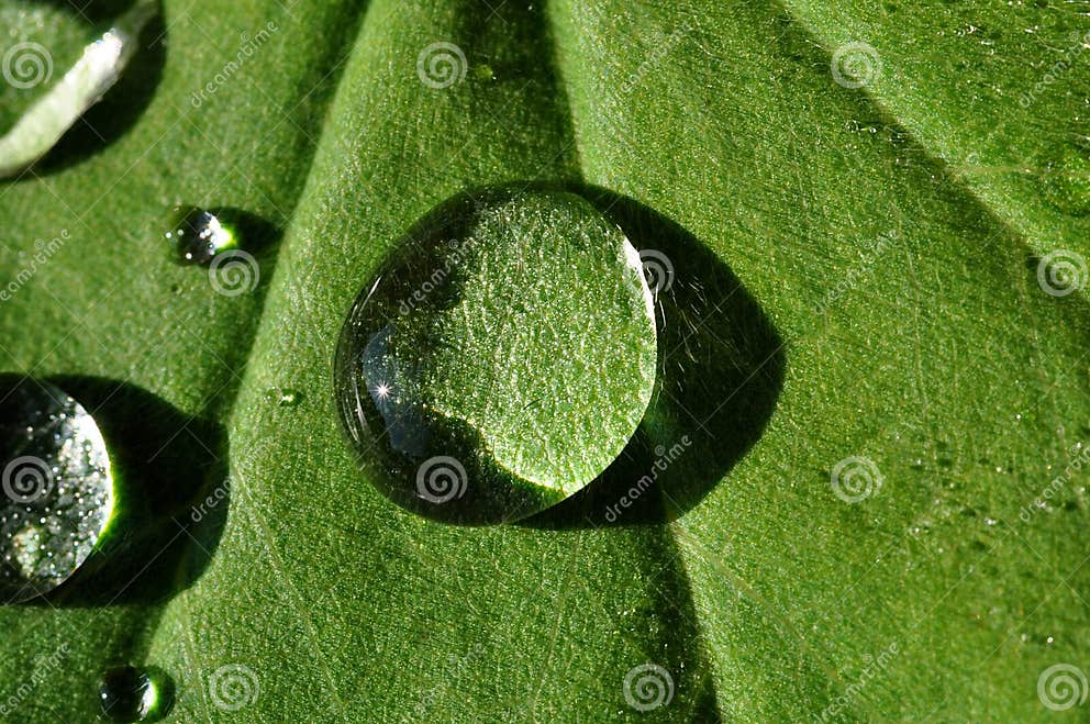 Waterdrop on a leaf stock image. Image of waterdrop, green - 19431987