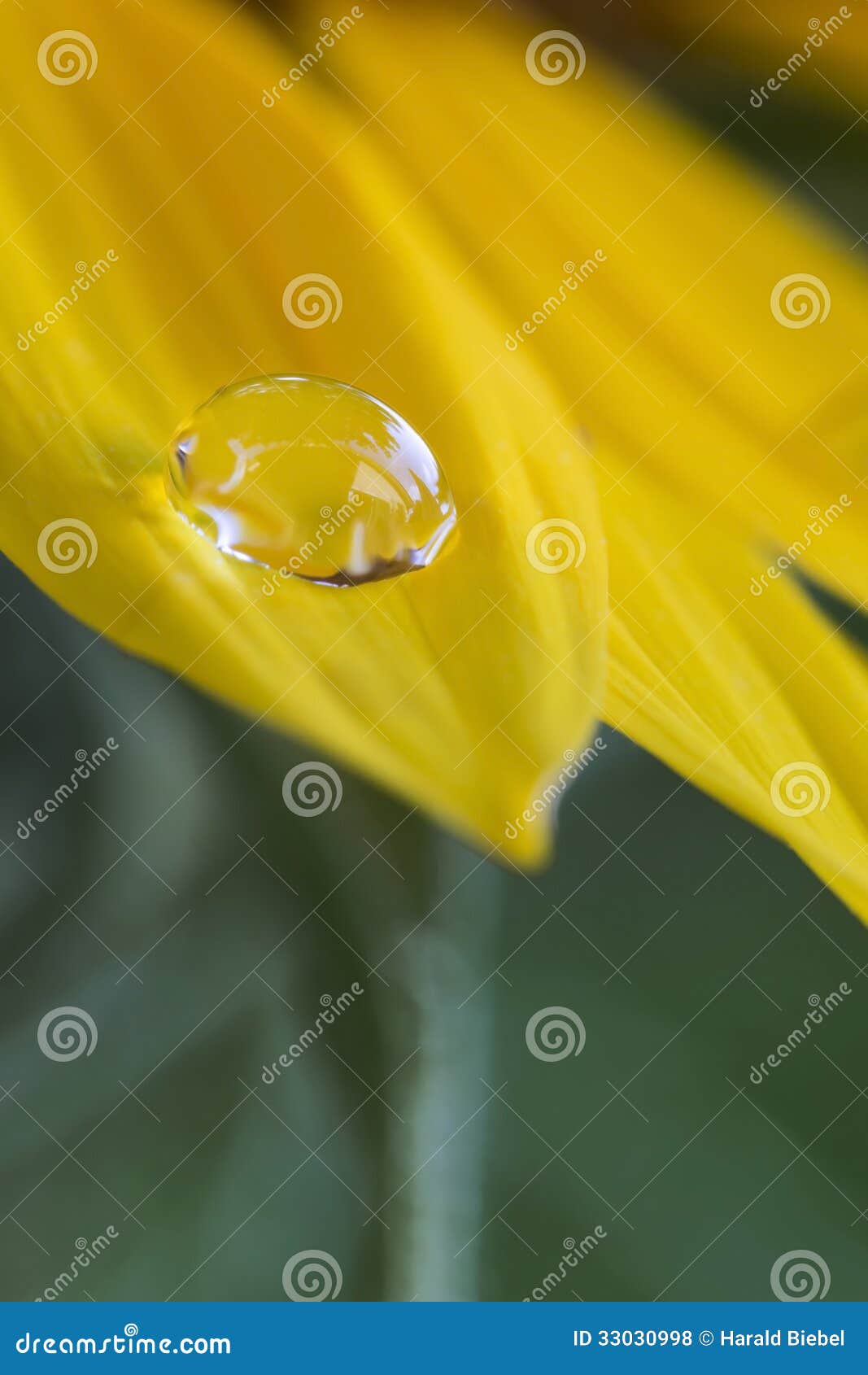 Waterdrop on a sunflower stock photo. Image of waterdrop - 33030998