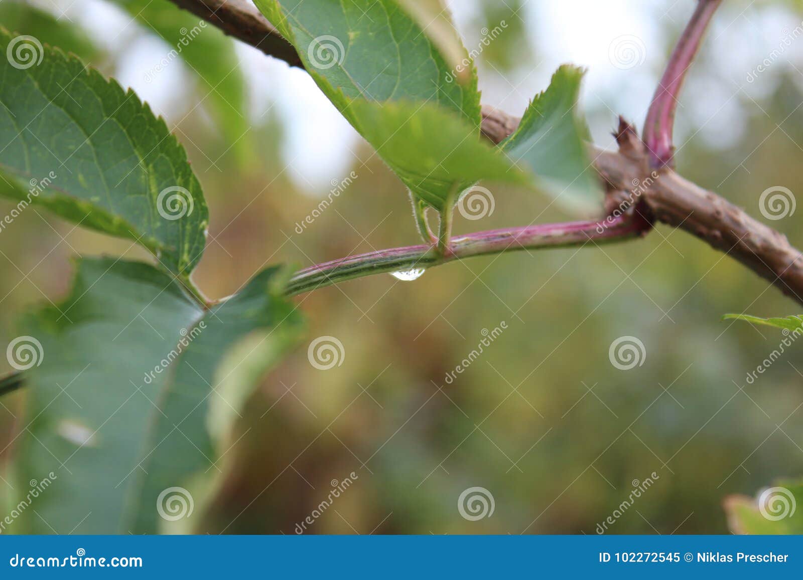Waterdrop on a tree stock image. Image of tree, trop - 102272545