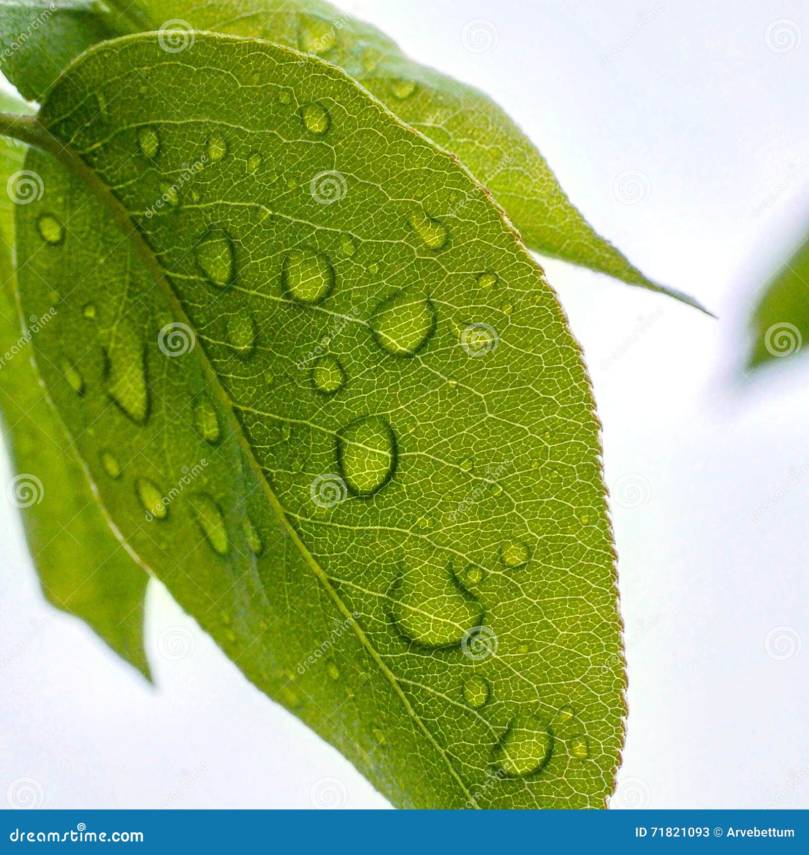 Waterdroplets on Green Leaf Stock Image - Image of leaf, rain: 71821093