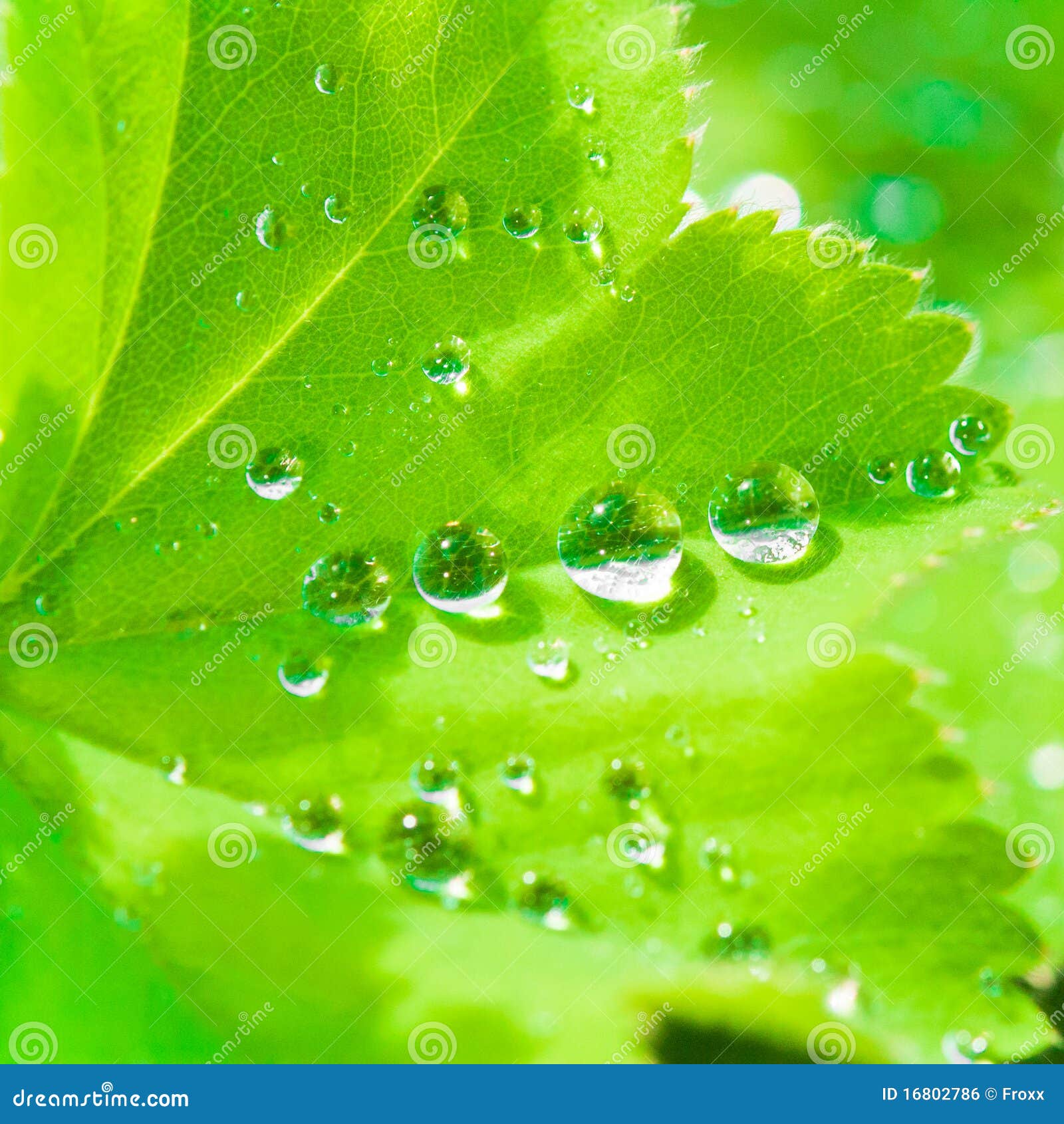 Waterdrops stock photo. Image of plant, drop, summer - 16802786