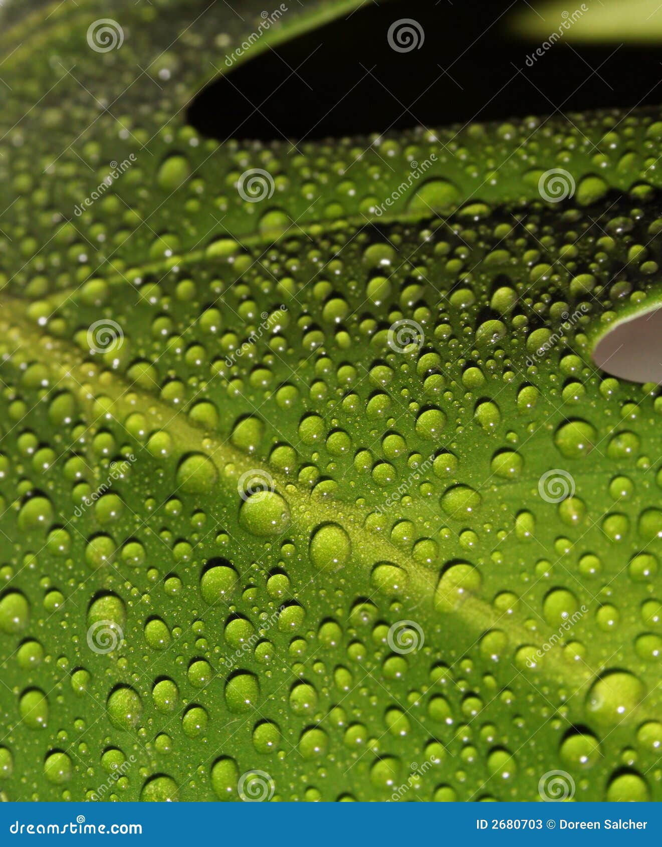 Waterdrops stock image. Image of garden, environment, life - 2680703