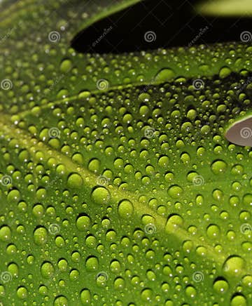 Waterdrops stock image. Image of garden, environment, life - 2680703