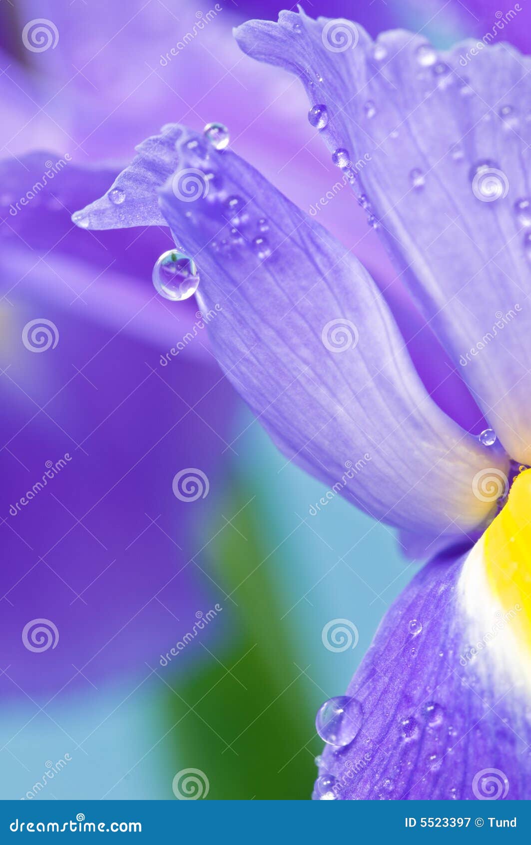 Waterdrops stock image. Image of summer, fresh, botany - 5523397