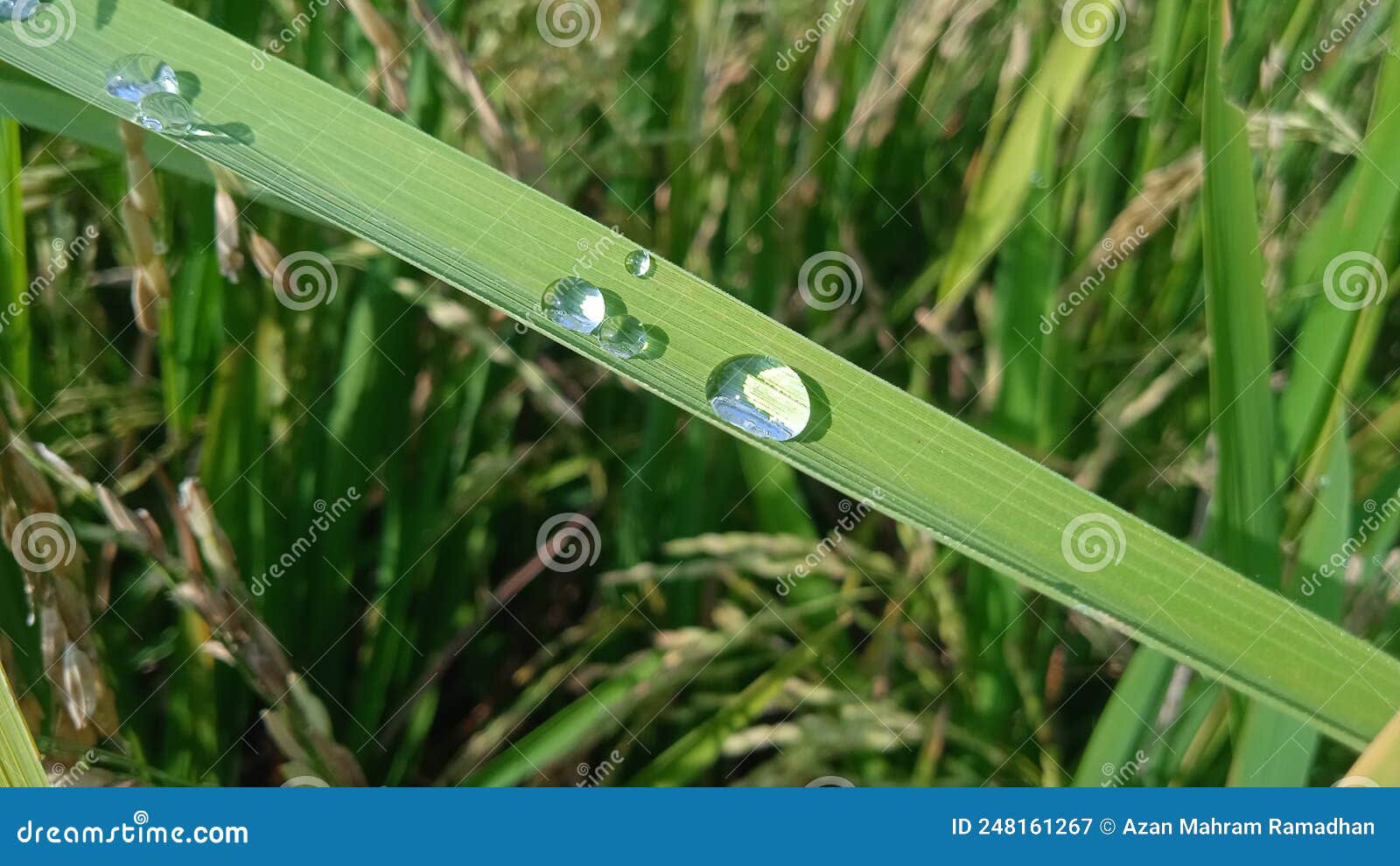 Waterdrops Falling To the Ground Stock Image - Image of nature ...