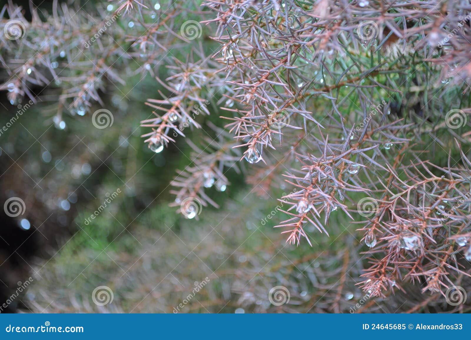 Waterdrops on firtree stock image. Image of plant, beauty - 24645685