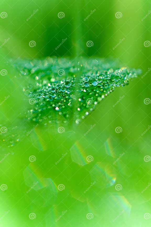 Waterdrops on leaf stock photo. Image of green, summer - 15324504