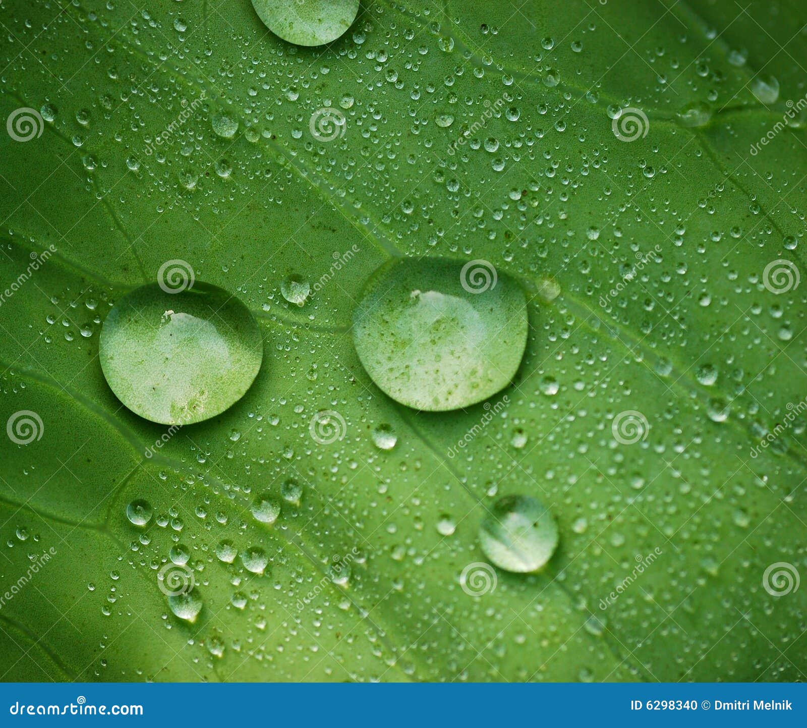 Waterdrops on a leaf stock photo. Image of green, aqua - 6298340