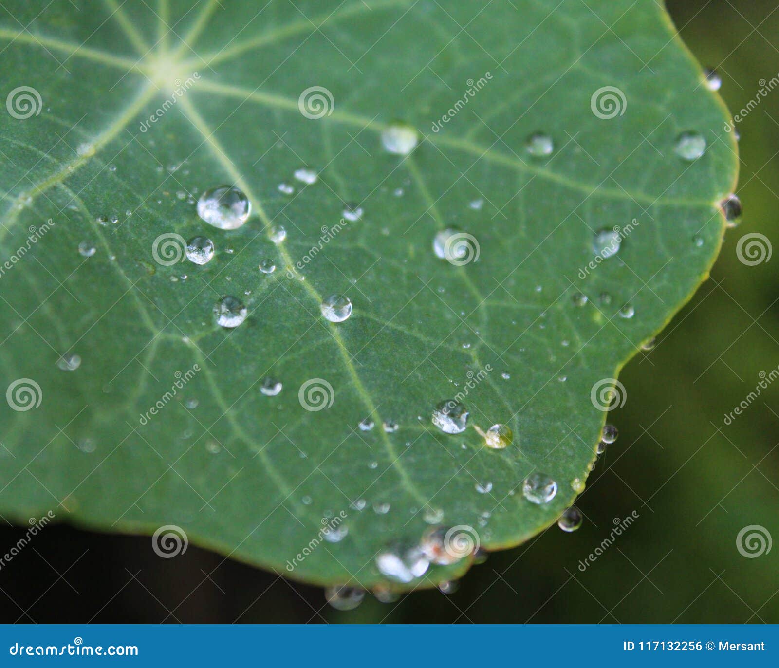 Waterdrops on leaves stock photo. Image of natural, waterdrops - 117132256