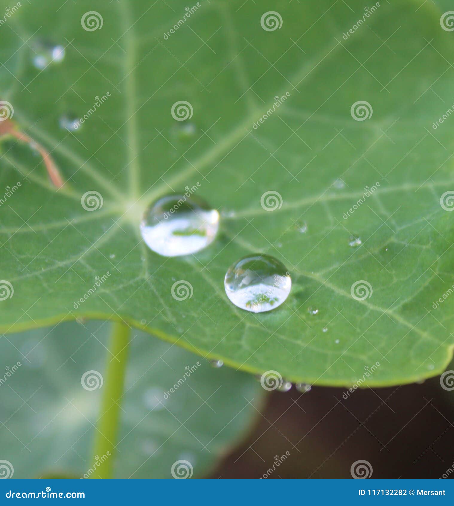 Waterdrops on leaves stock photo. Image of natural, beautiful - 117132282