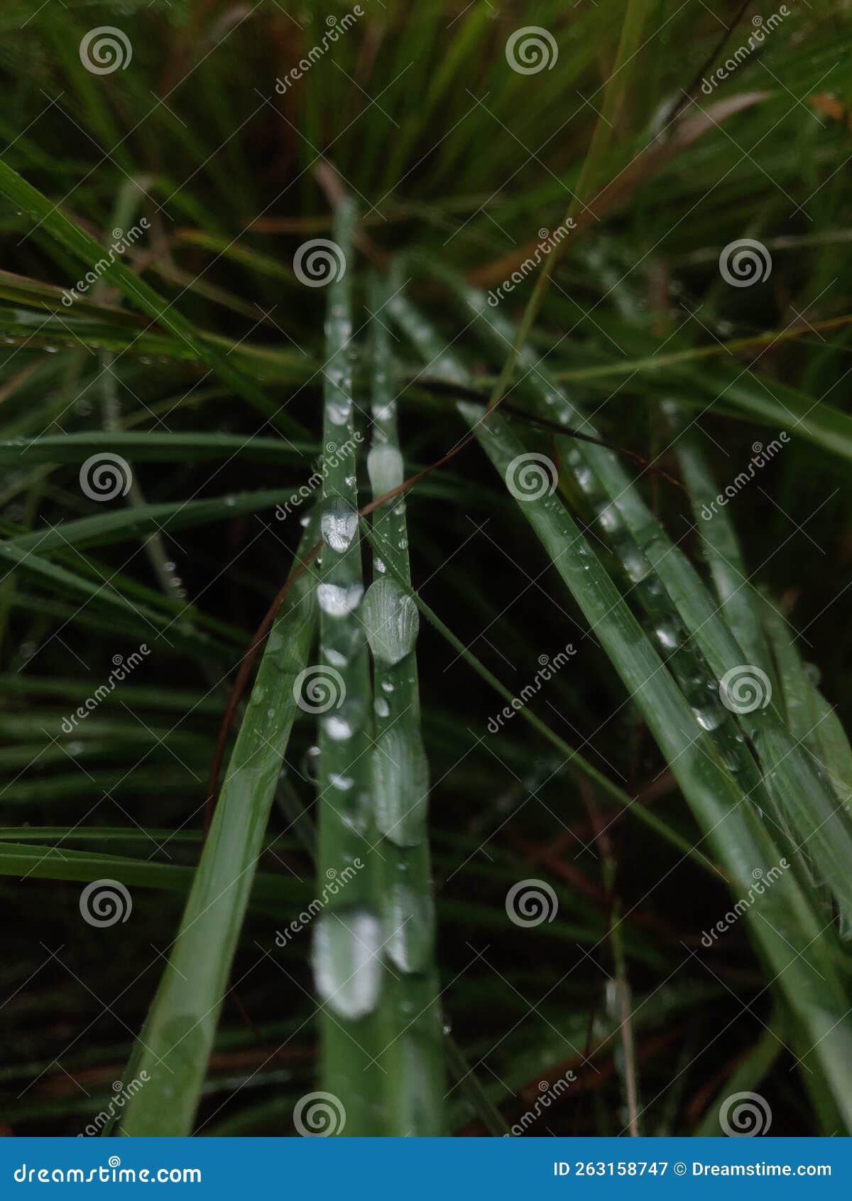 Waterdrops mist stock image. Image of lawn, mist, sunlight - 263158747