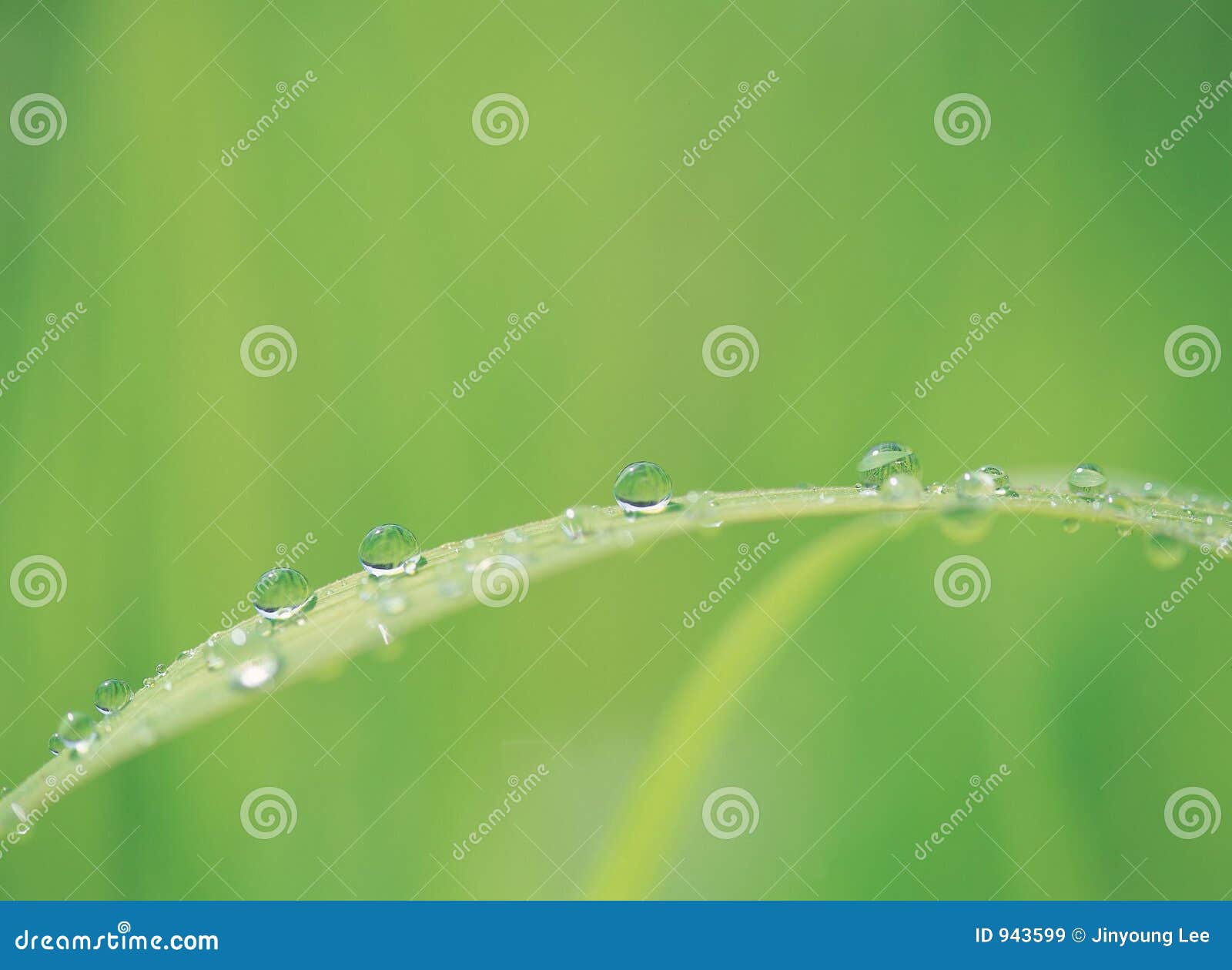 Waterdrops with Nature stock image. Image of nature, green - 943599