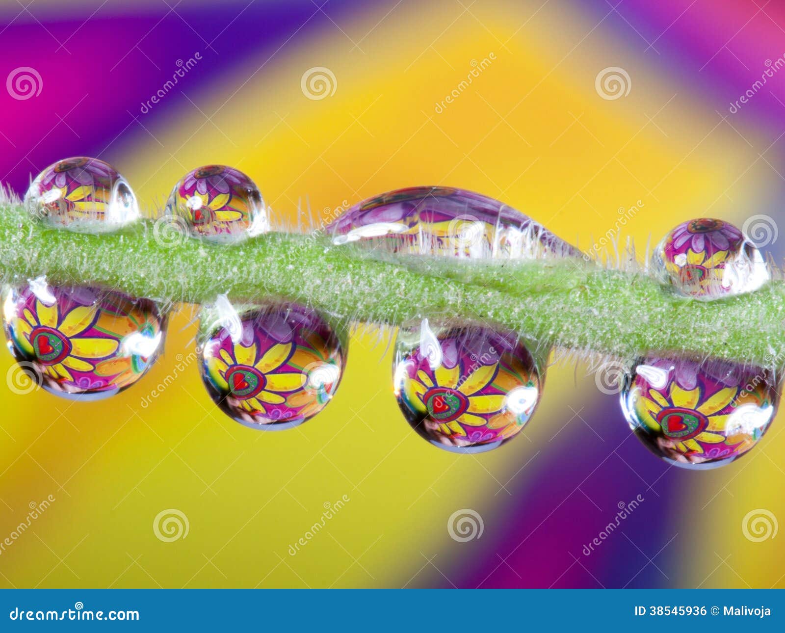 8 waterdrops on plant stock photo. Image of horizontal - 38545936
